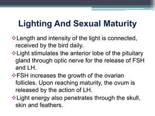 Lighting Management for Poultry upload.pptx