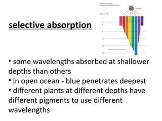 Light in the oceans powerpoint | PPT