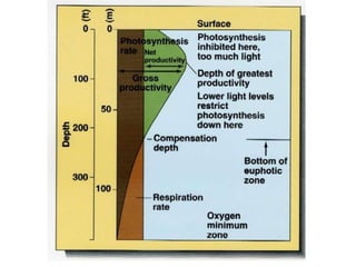 The Compensation Depth Marks the Depth of Greatest Productivity ...