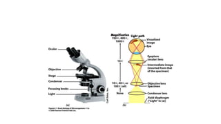 Light microscope | PPTX