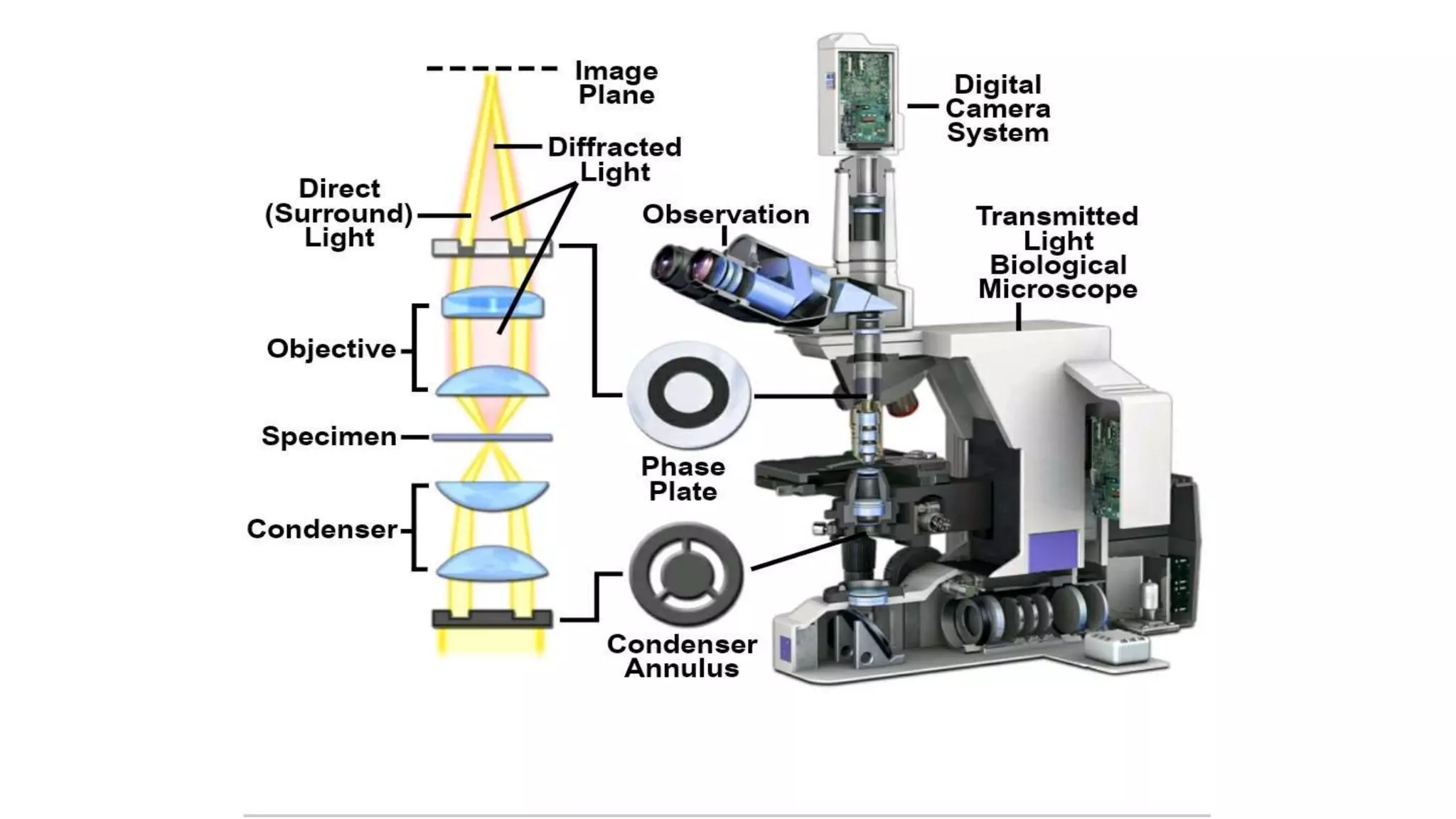 Light microscope | PPTX
