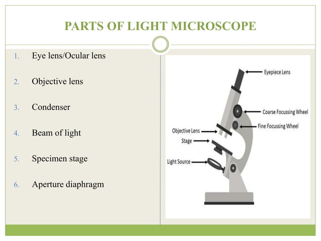 Light microscope | PPTX | Photography | Arts and Crafts