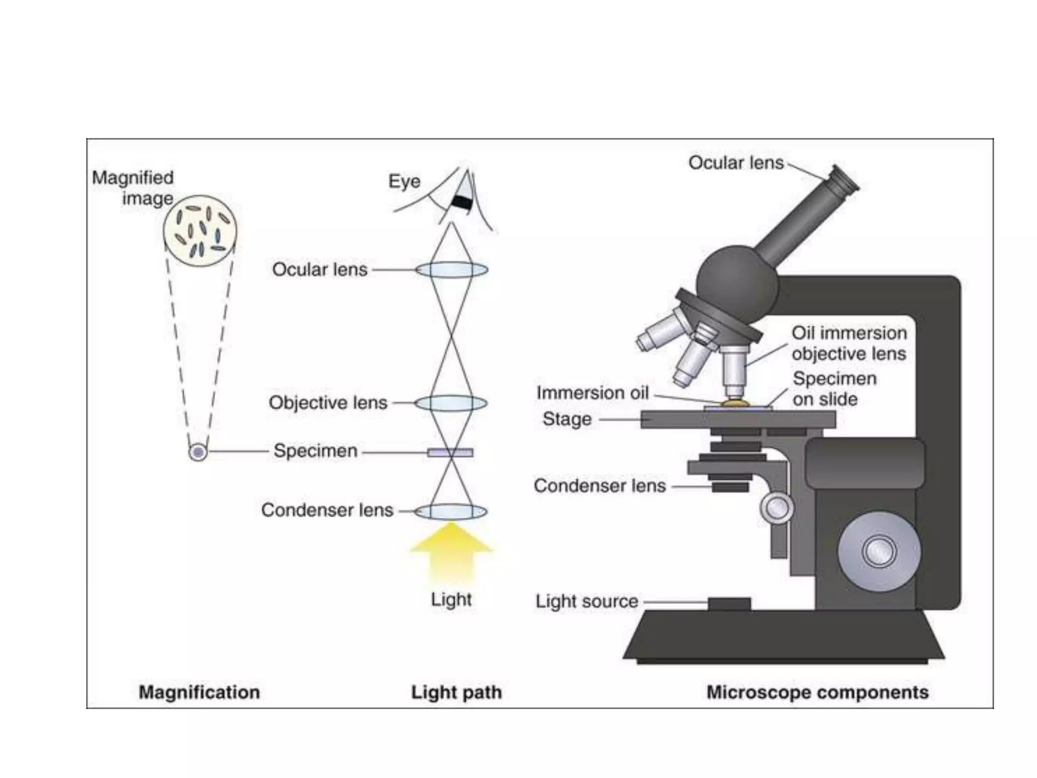 Light microscope | PPTX