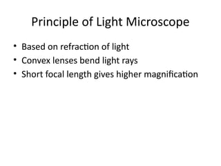 Light Microscope Light MicroscopeLight Microscope | PPTX