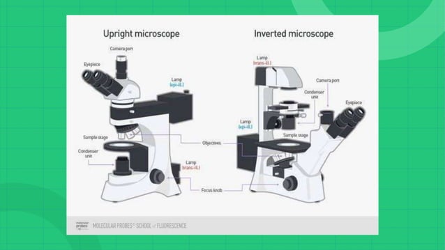 light microscopy seminar.pptx