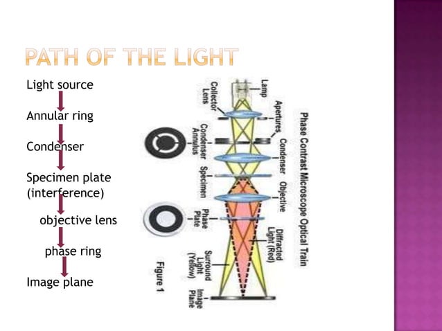 Light phase contrast and fluorescence microscopy | PPTX