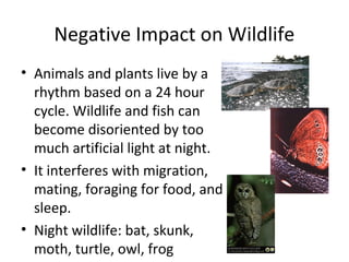 Light Pollution | PPT