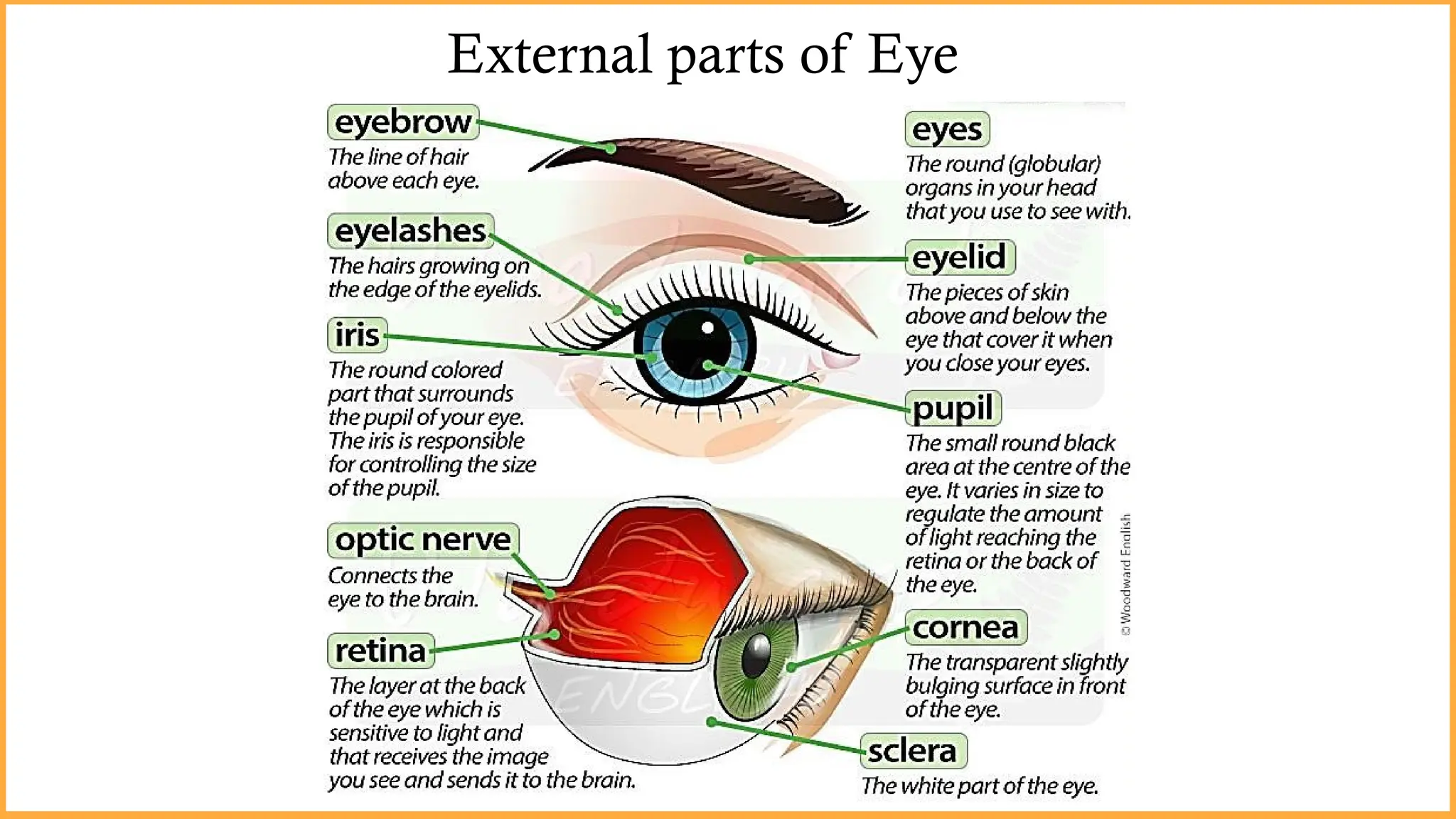 Optical phenomenon and human eye and its part | PPTX