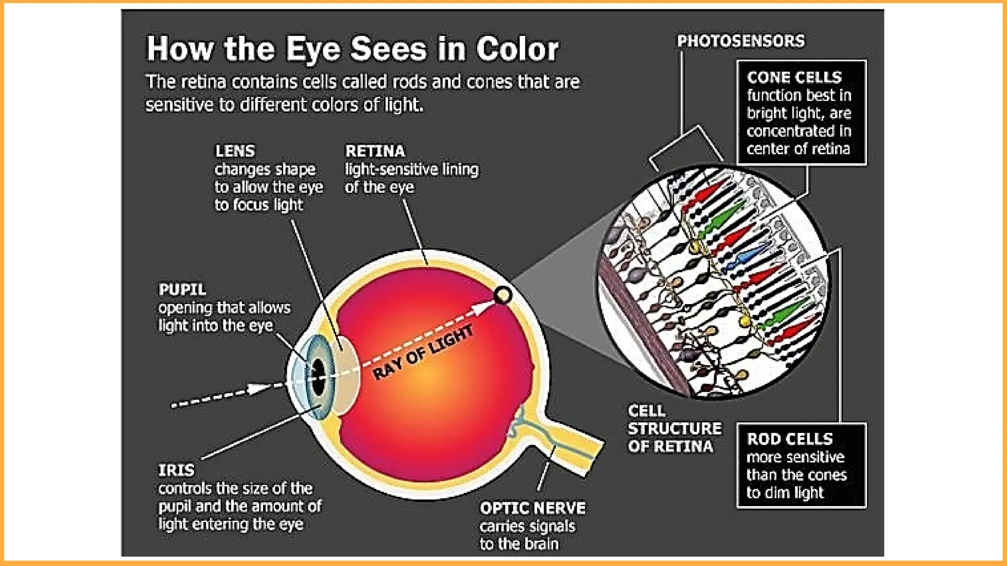 Optical phenomenon and human eye and its part | PPTX
