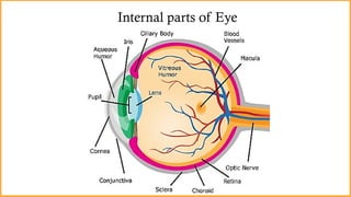 Optical phenomenon and human eye and its part | PPTX