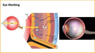 Optical phenomenon and human eye and its part | PPTX