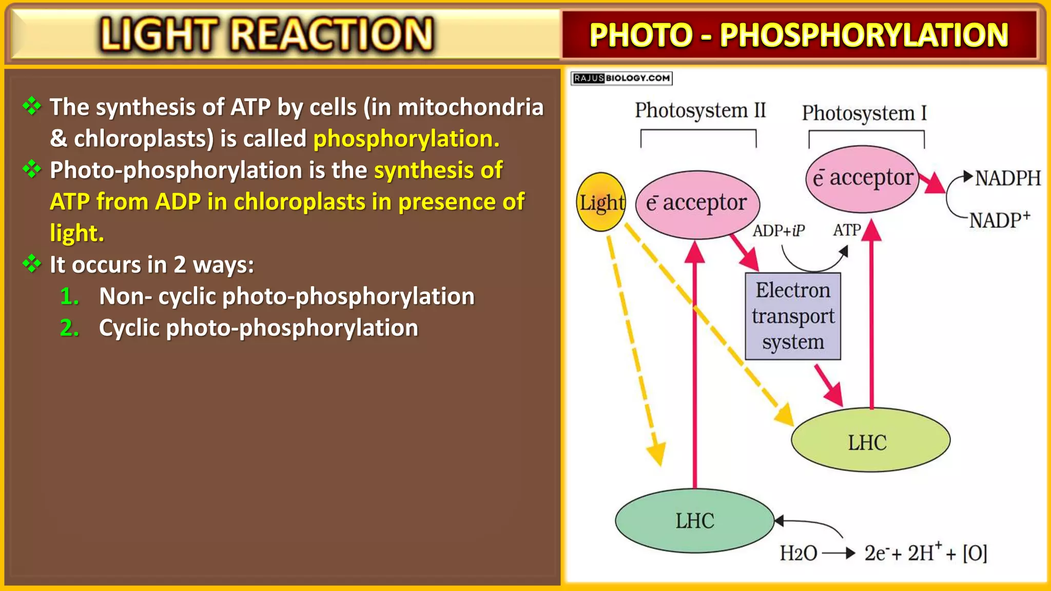 Light Reactions of Photosynthesis | PPTX