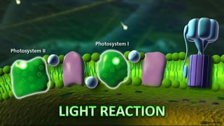 Light Reactions of Photosynthesis | PPTX