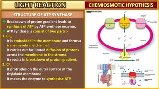 Light Reactions of Photosynthesis | PPTX