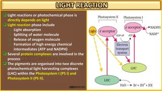 Light Reactions of Photosynthesis | PPTX