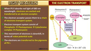 Light Reactions of Photosynthesis | PPTX