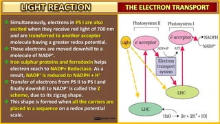 Light Reactions of Photosynthesis | PPTX