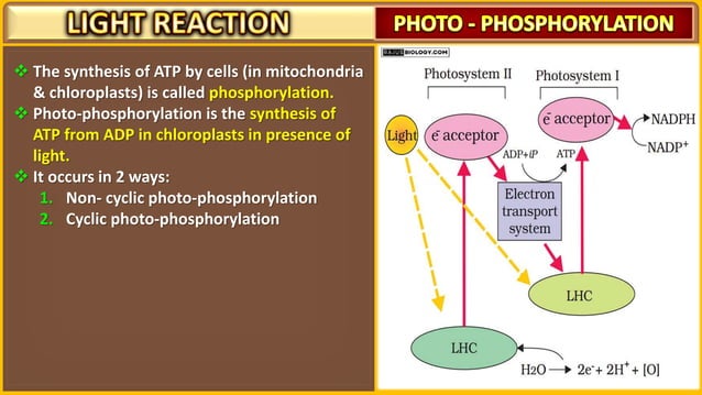 Light Reactions of Photosynthesis | PPT