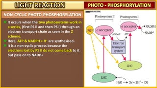 Light Reactions of Photosynthesis | PPTX