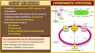 Light Reactions of Photosynthesis | PPTX
