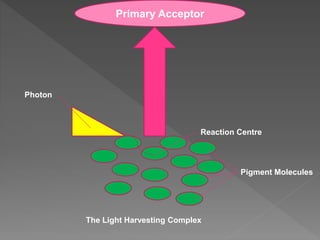 Light reaction in photosynthesis | PPTX