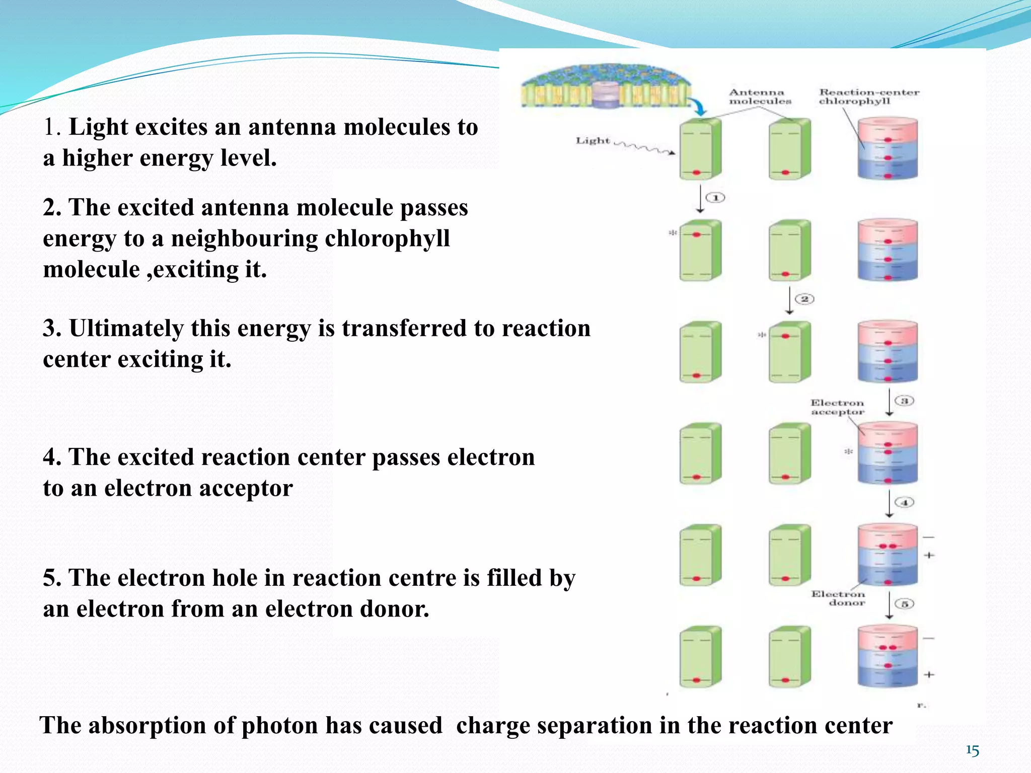 Light reaction of photosynthesis | PPTX