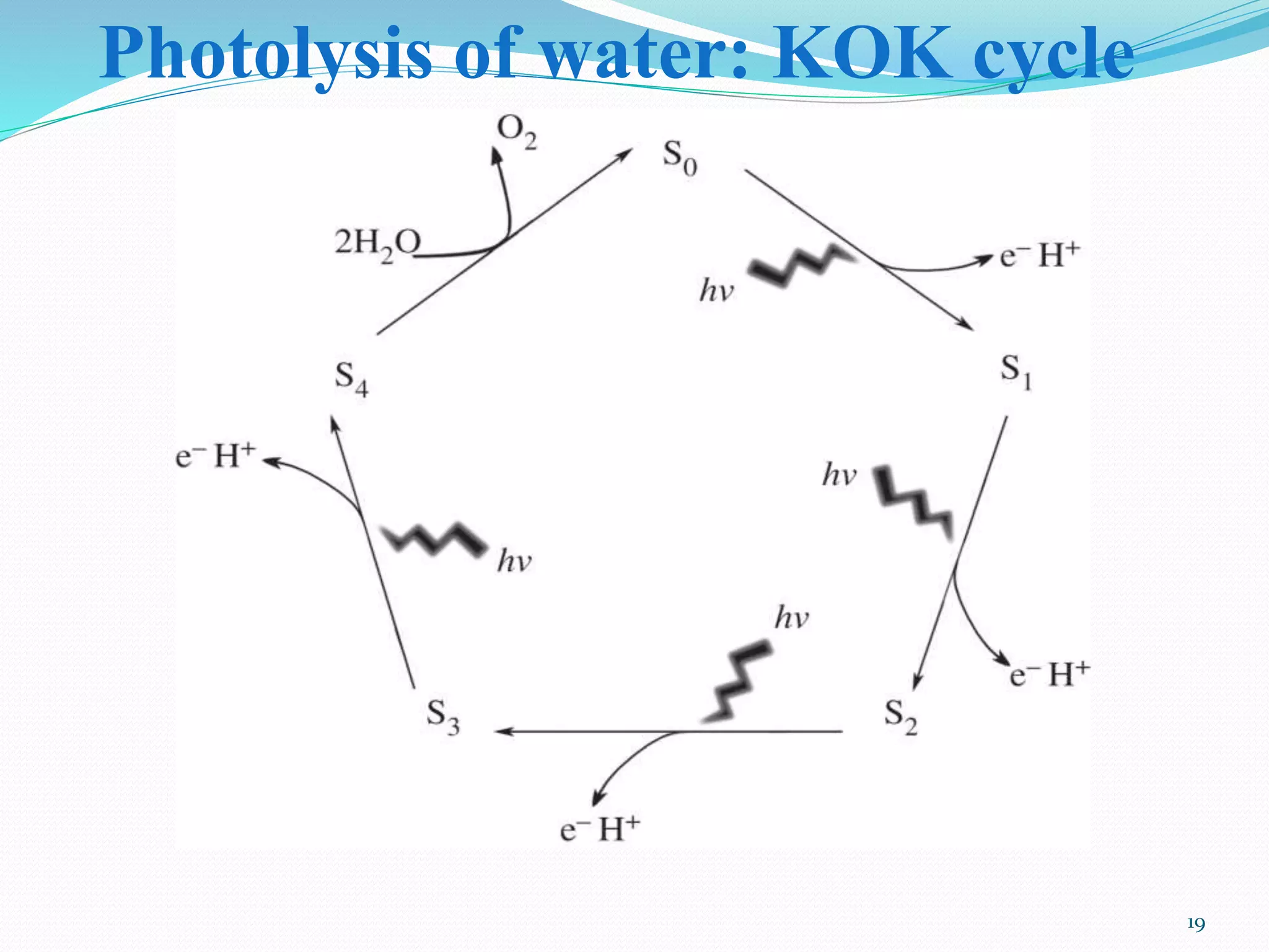 Light reaction of photosynthesis | PPTX