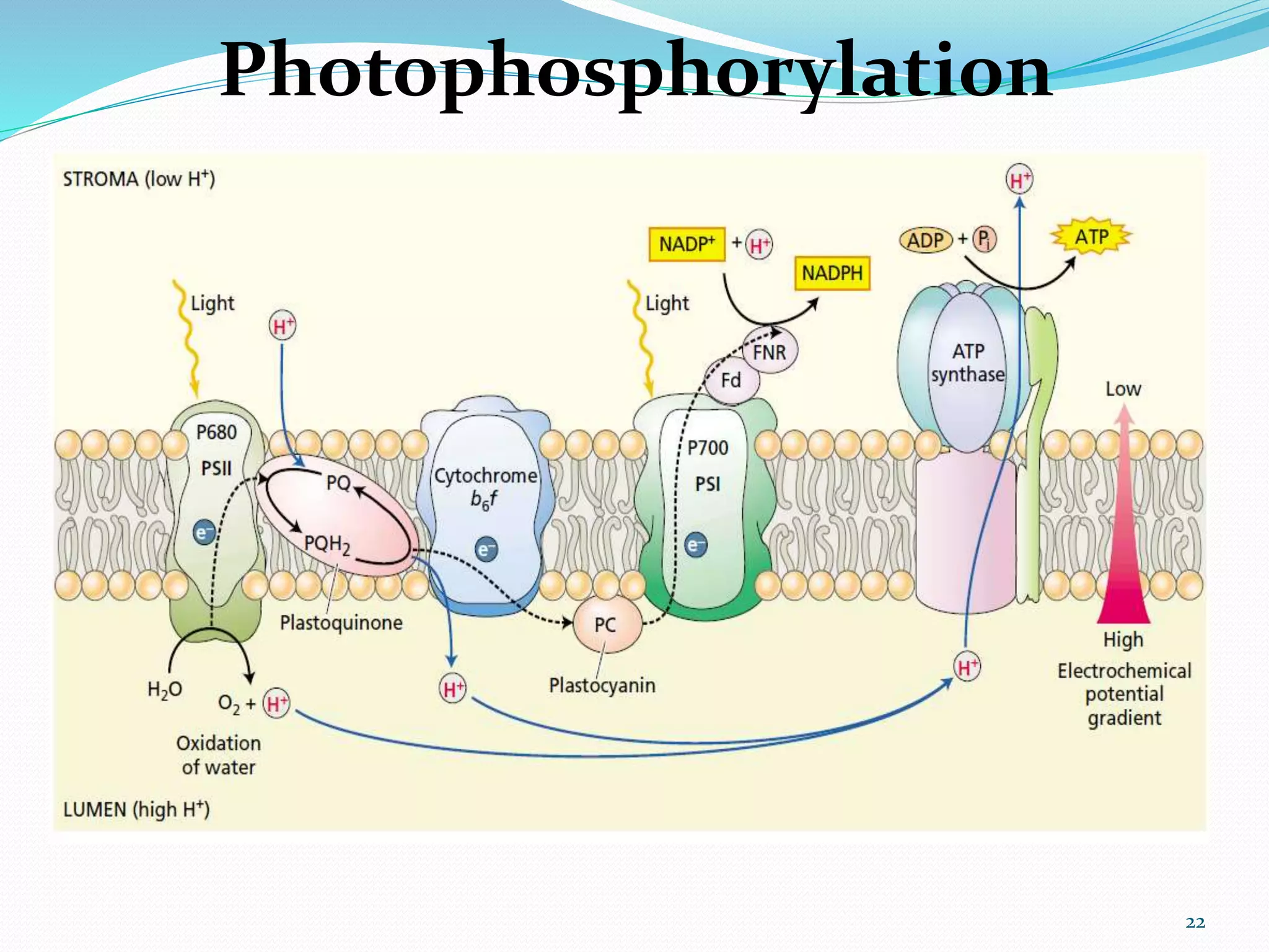 Light reaction of photosynthesis | PPTX