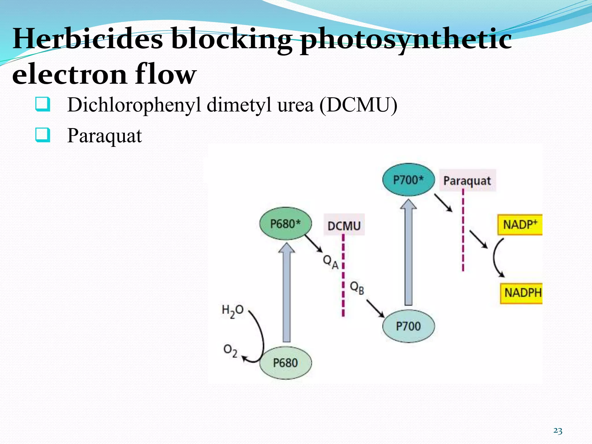 Light reaction of photosynthesis | PPTX