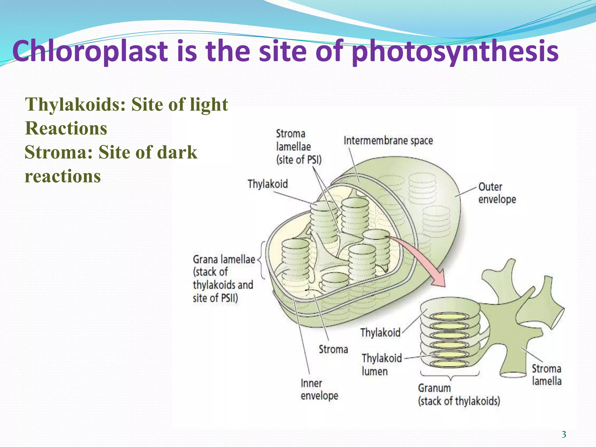Light reaction of photosynthesis | PPTX