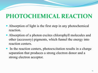 Light reaction of photosynthesis | PPTX