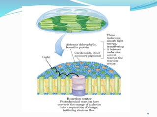 Light reaction of photosynthesis | PPTX