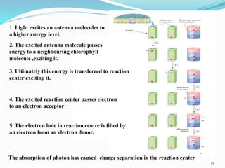 Light reaction of photosynthesis | PPTX
