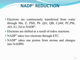 Light reaction of photosynthesis | PPTX