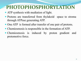 Light reaction of photosynthesis | PPTX