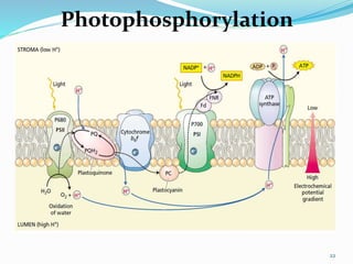 Light reaction of photosynthesis | PPTX