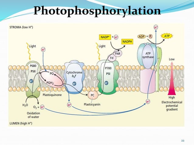 Light reaction of photosynthesis | PPTX | Chemistry | Science