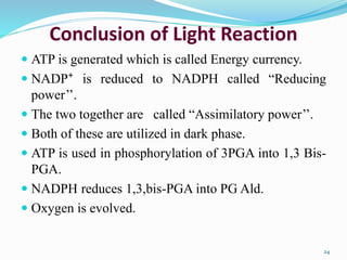 Light reaction of photosynthesis | PPTX