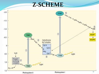 Light Reaction Of Photosynthesis