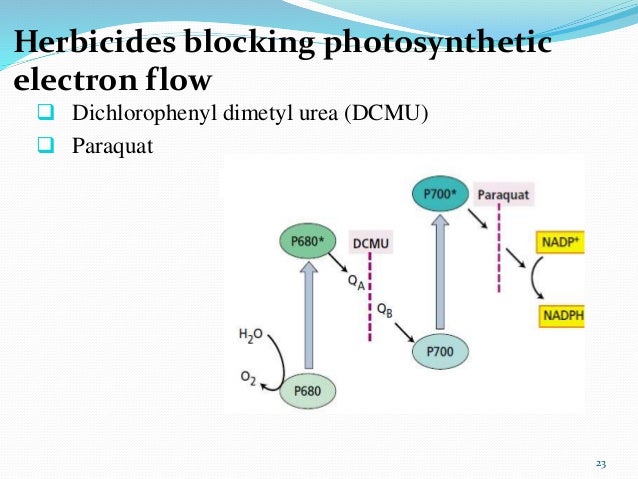 Light reaction of photosynthesis