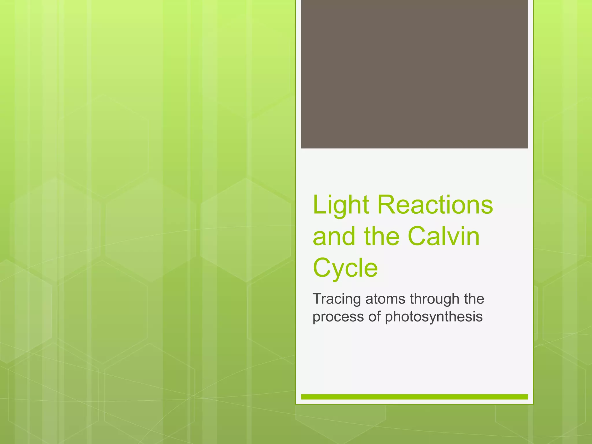 Light reactions and the calvin cycle | PPTX