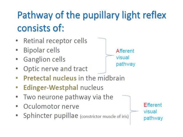 Light reflex | PPTX | Eye and Vision Conditions | Diseases and Conditions