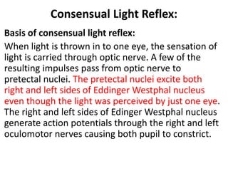 Light reflex | PPT