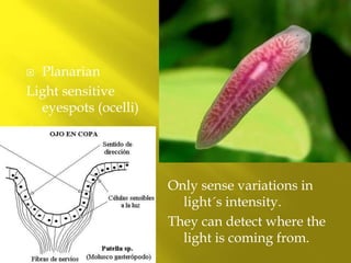 Light stimulus | PPTX