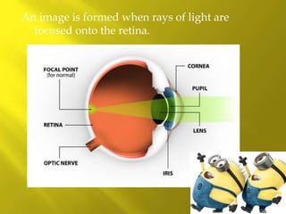 Light stimulus 2 | PPT
