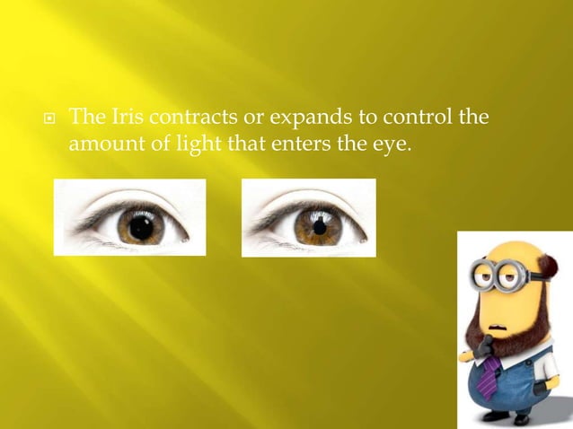 Light stimulus 2 | PPT