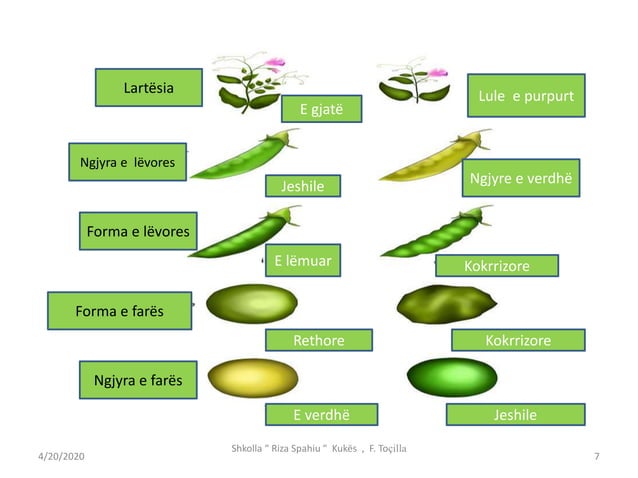 Ligjet e mendelit , Zbulimi i trashegimise | PPTX