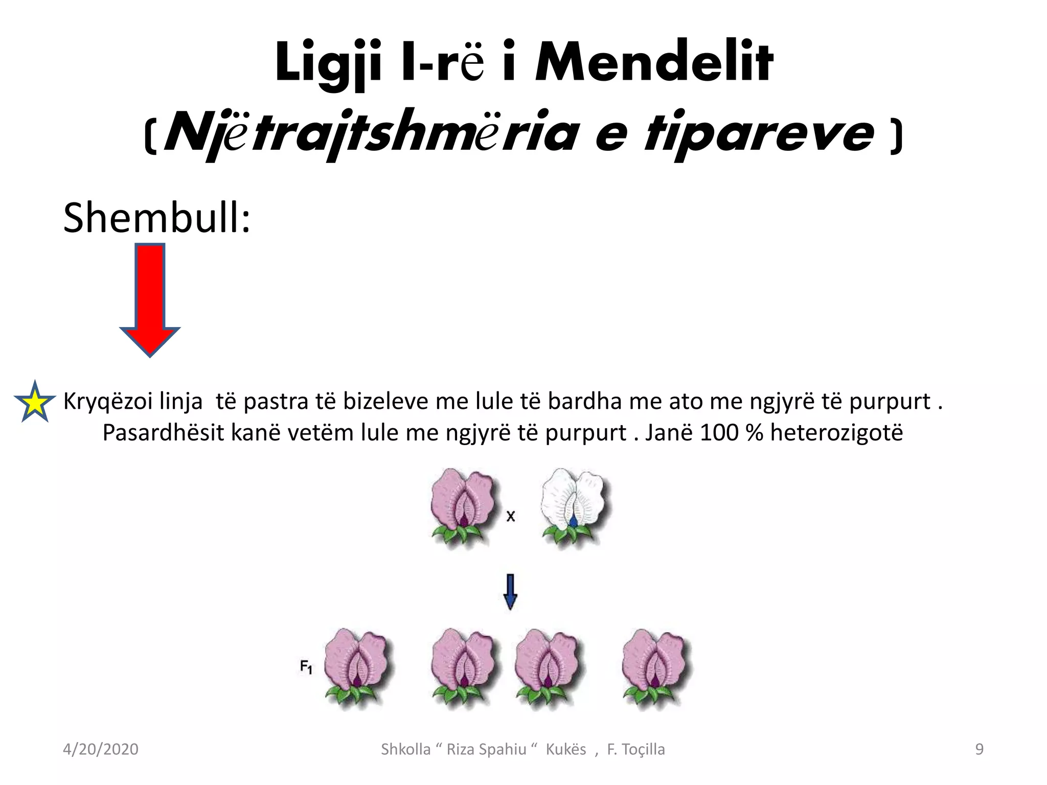 Ligjet e mendelit | PPTX