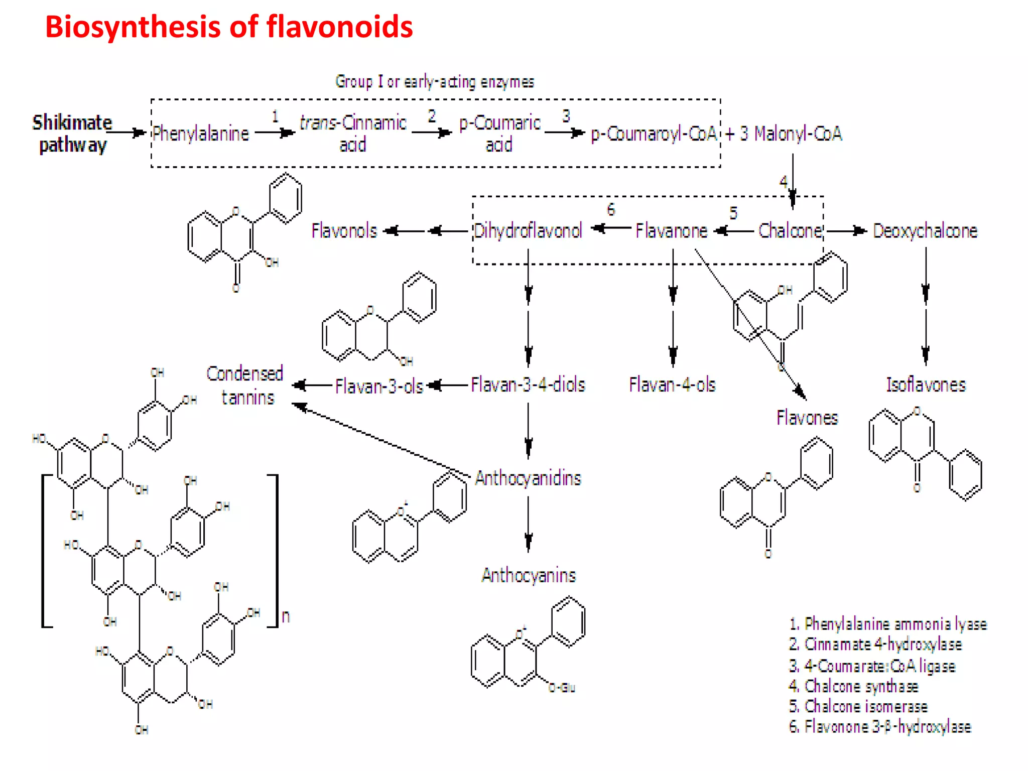Lignans and flavonoids | PPTX