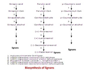 Lignans and flavonoids | PPTX
